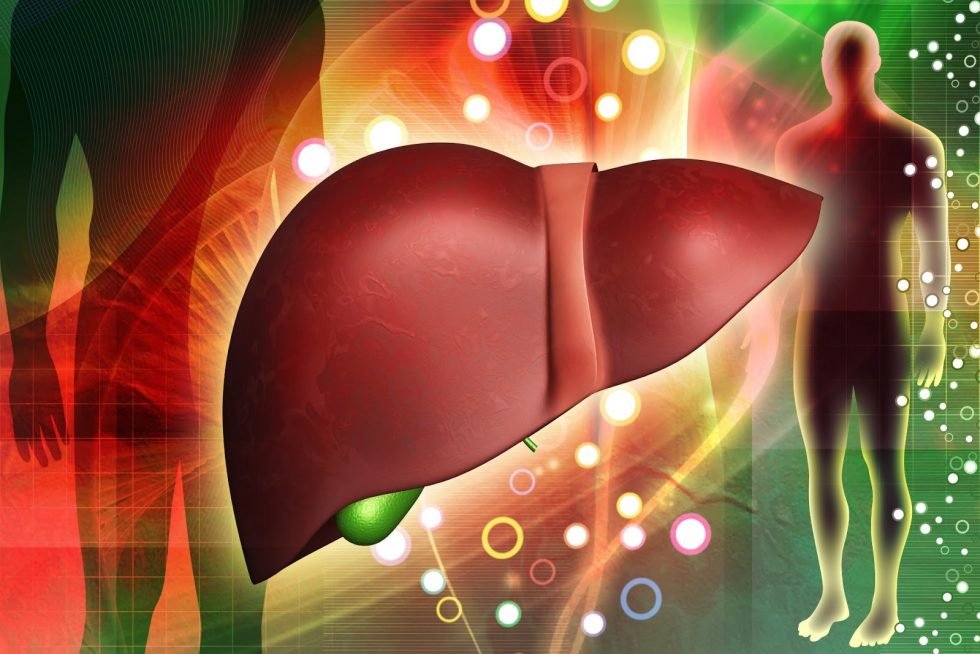 FUNCIONAMIENTO DEL HÍGADO - Médicos en Merida